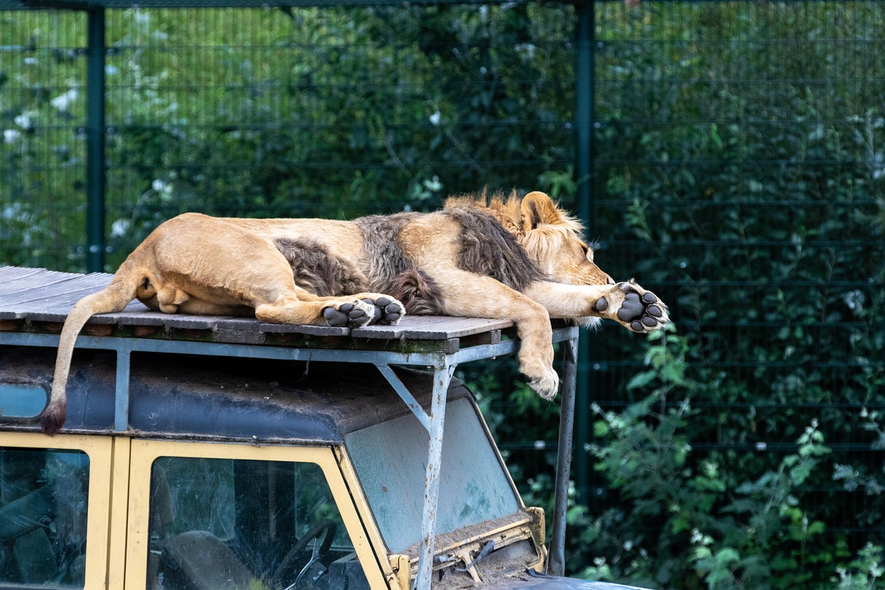 Lion Gros Chat Prédateur - Photo gratuite sur Pixabay - Pixabay
