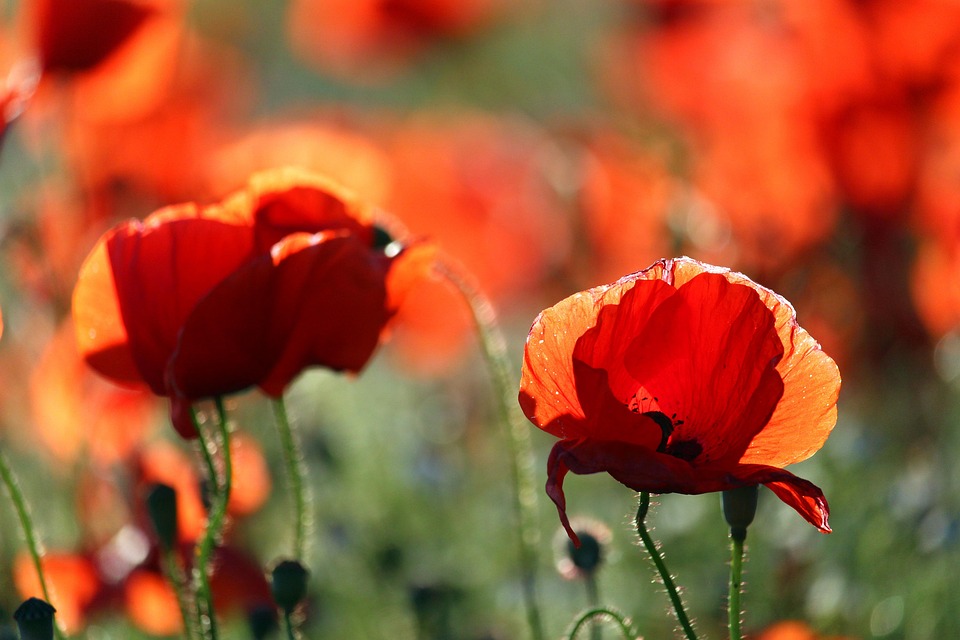 Padang Rumput Bunga Poppy Jagung - Foto gratis di Pixabay - Pixabay