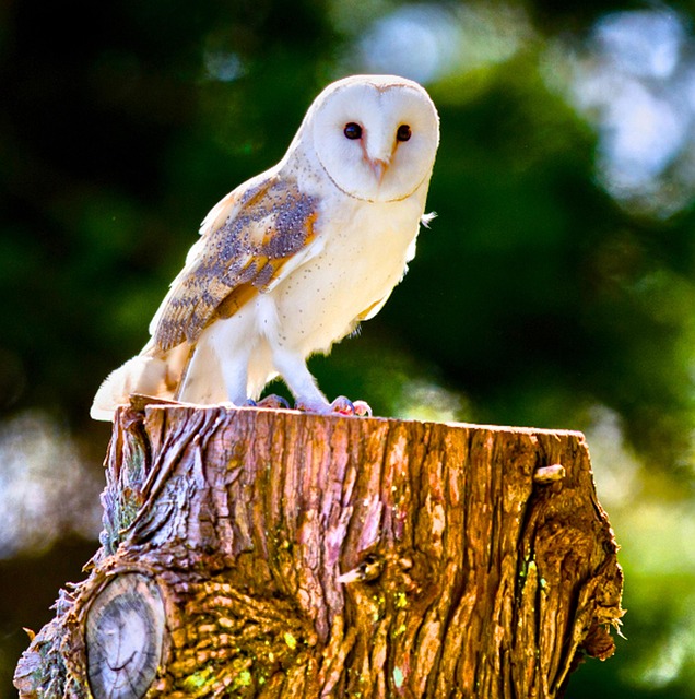 Barn Owl Nocturnal - Free photo on Pixabay - Pixabay