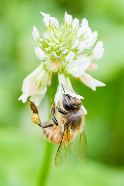 Natural Insecto Abeja - Foto gratis en Pixabay