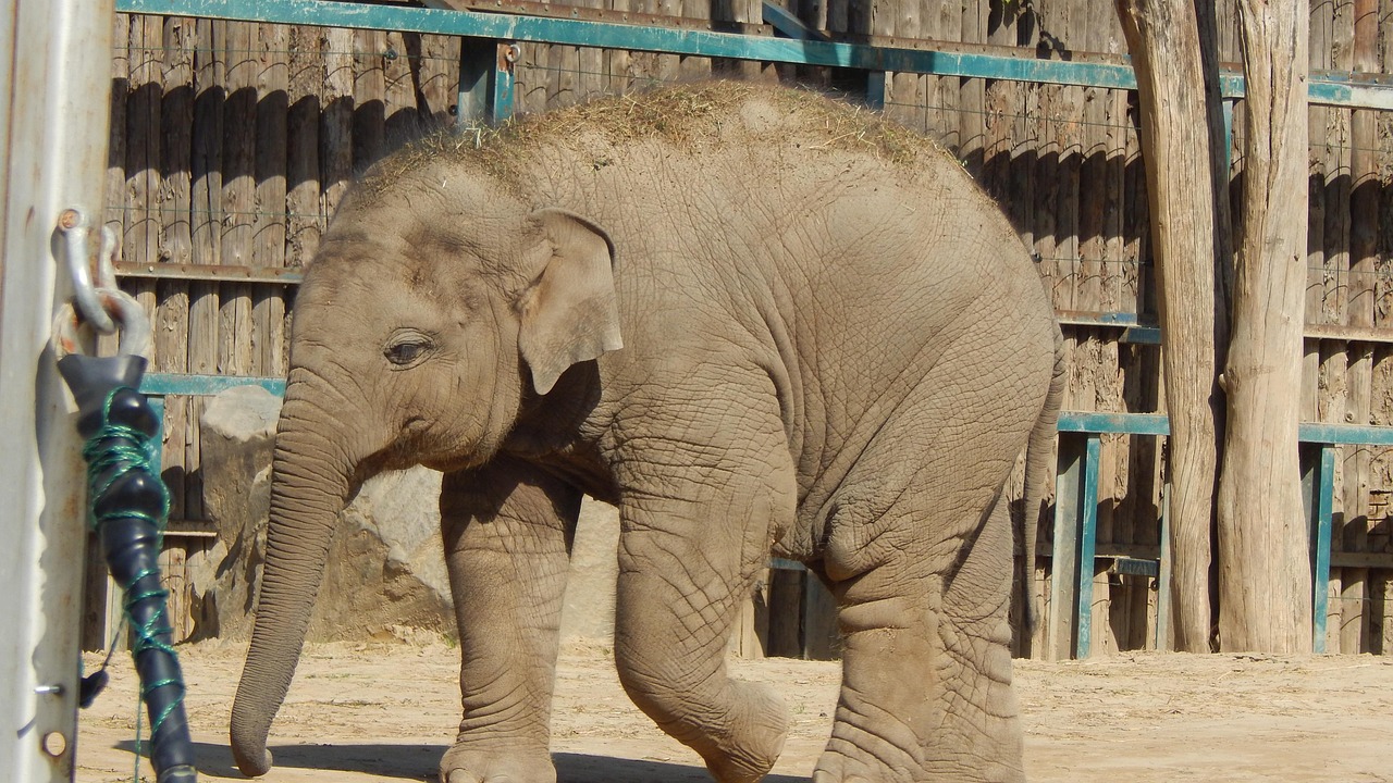 Elephant Alone Endangered - Free photo on Pixabay