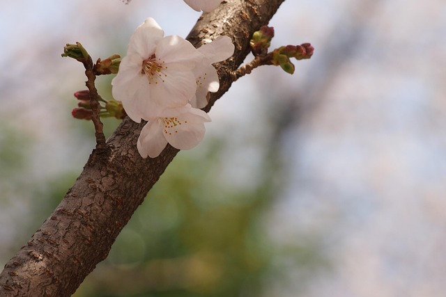 Pohon Ceri Bunga Sakura Musim Semi - Foto gratis di Pixabay - Pixabay