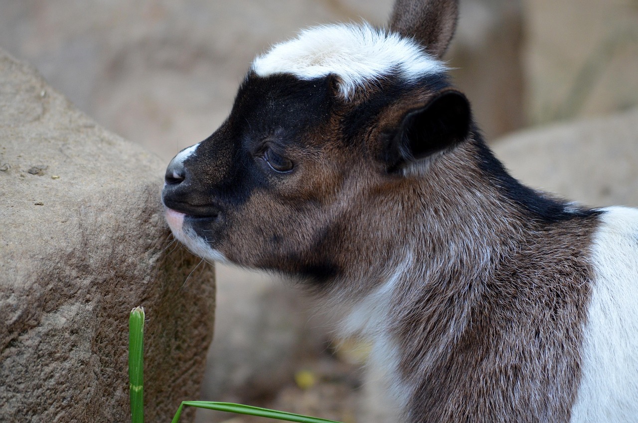 Goat Fawn Cub - Free photo on Pixabay
