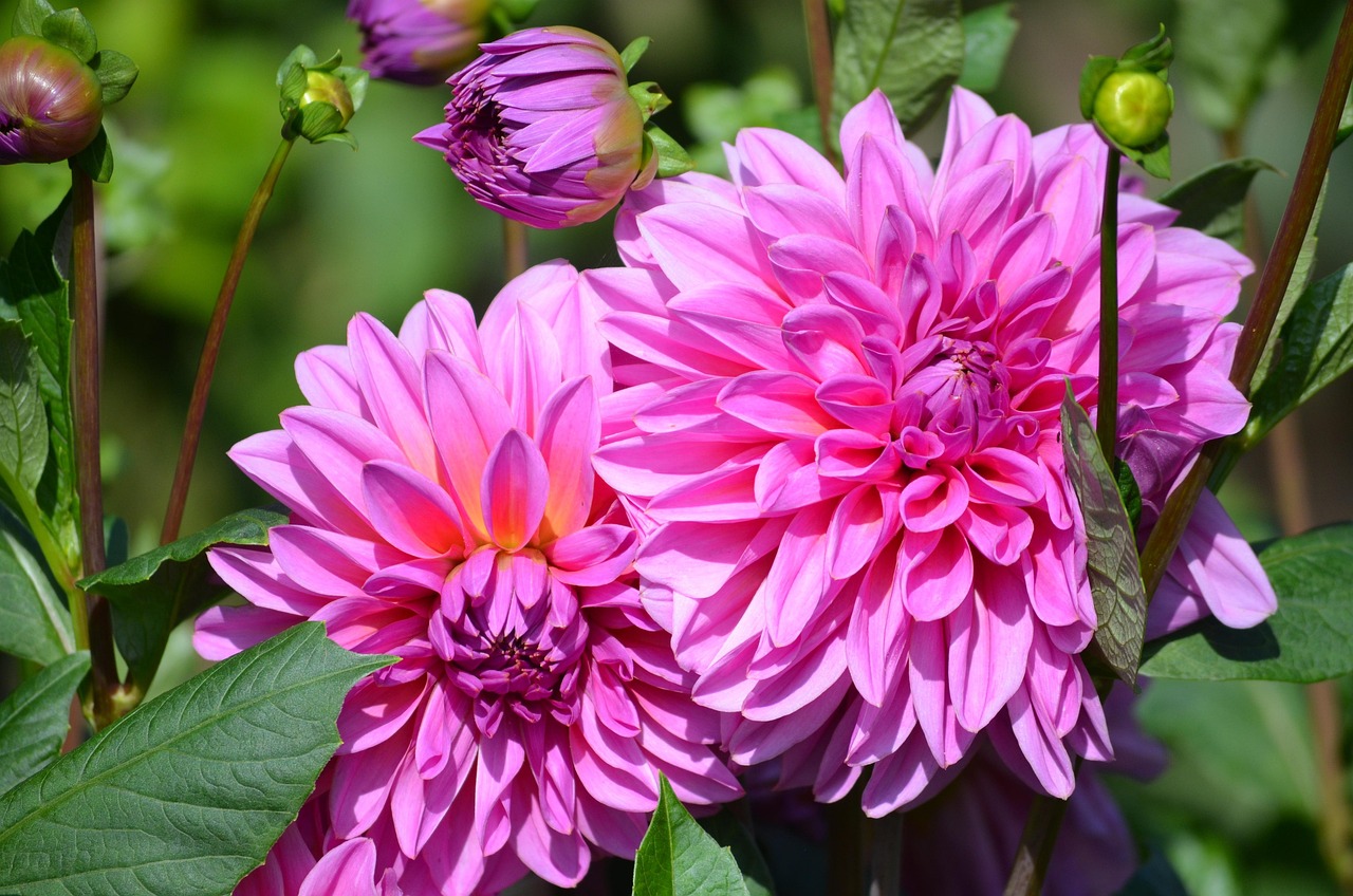 Bunga Dahlia Mekar - Foto gratis di Pixabay - Pixabay