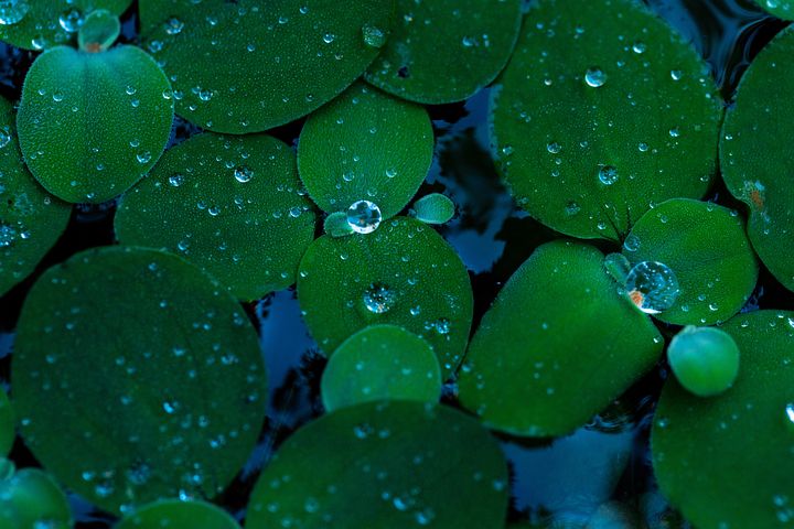 70+ Free Water Hyacinth & Nature Images - Pixabay