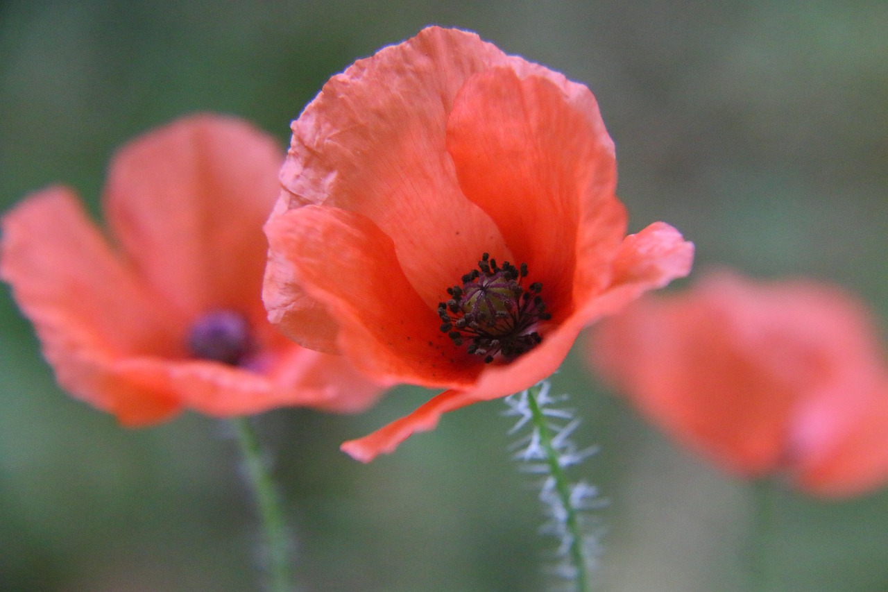 Poppy Red Flower - Free photo on Pixabay - Pixabay