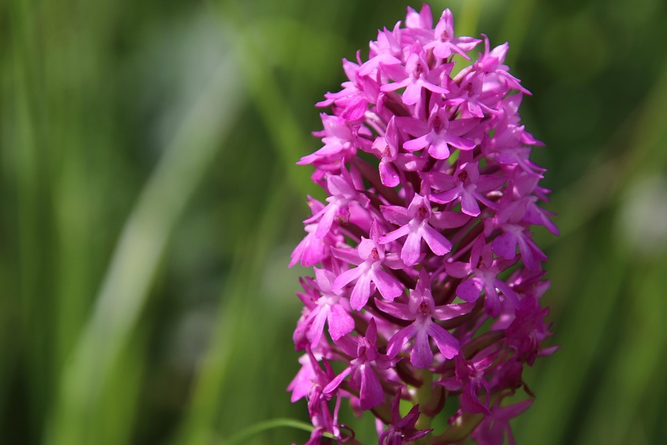 Wilde Orchidee Botanisch Pflanzen - Kostenloses Foto auf Pixabay - Pixabay