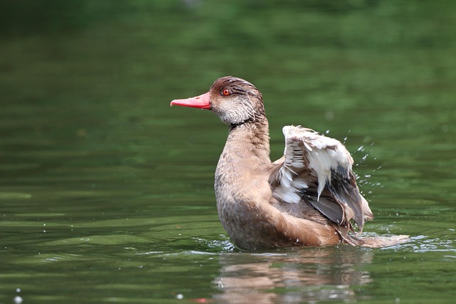 Pássaro Pato Animal - Foto gratuita no Pixabay - Pixabay