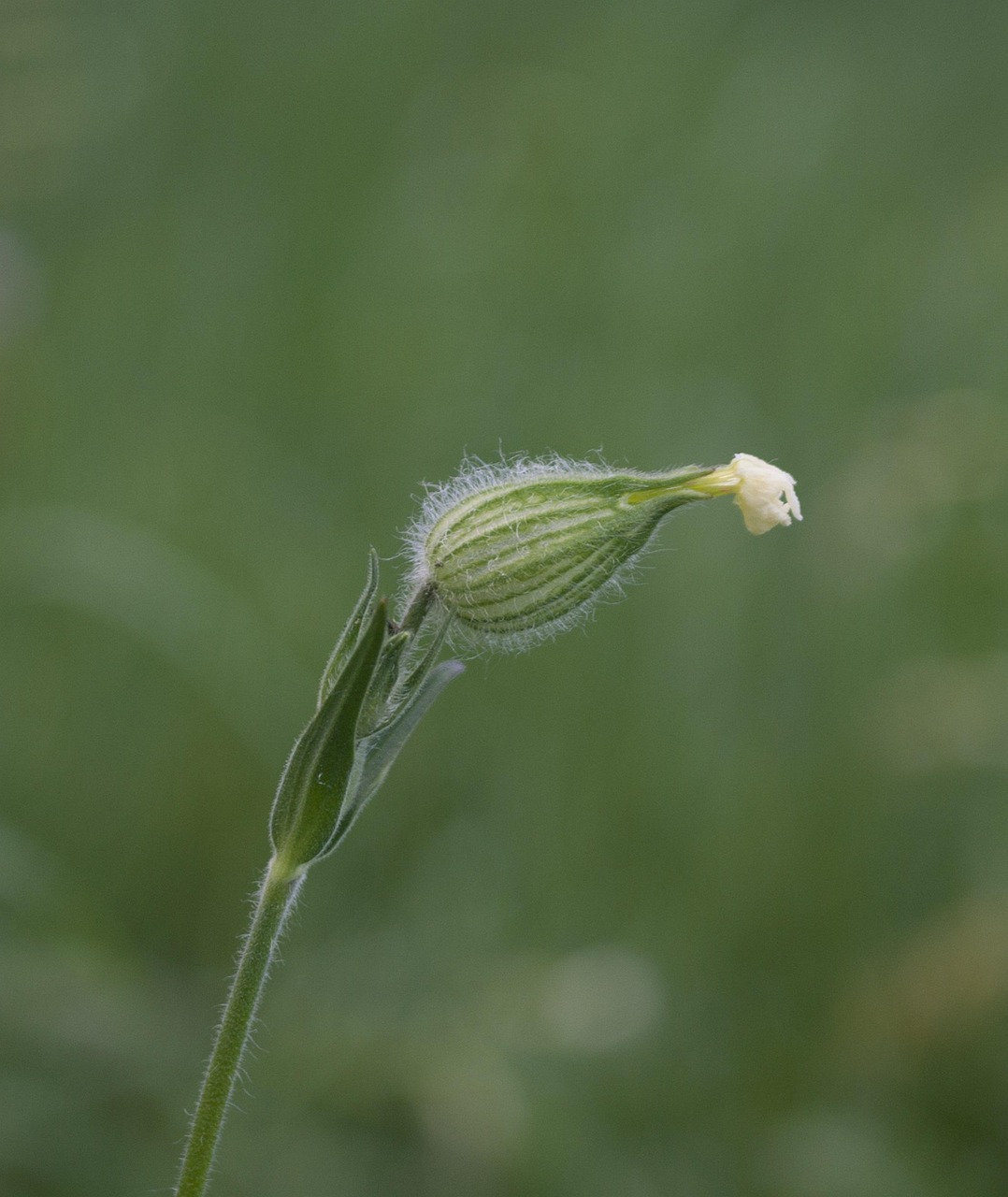 Äng Blomma Natur - Gratis foto på Pixabay - Pixabay