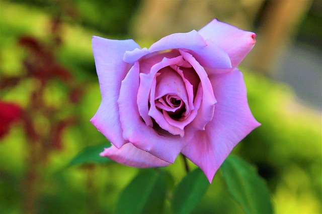 Rose Příroda Jaro - Fotografie zdarma na Pixabay - Pixabay