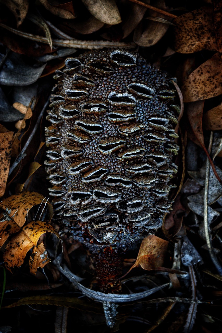 Banksia Australian Native - Free photo on Pixabay