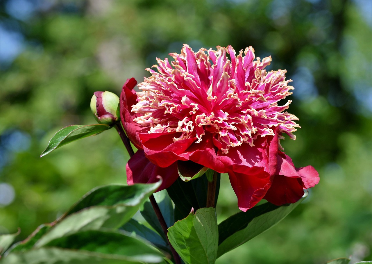 1.000+ kostenlose Pfingsten-Bilder & Pfingstrosen - Pixabay