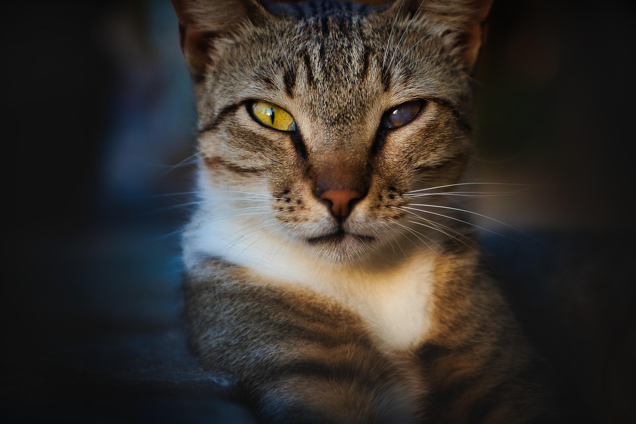 Chat Portrait Yeux De - Photo gratuite sur Pixabay - Pixabay