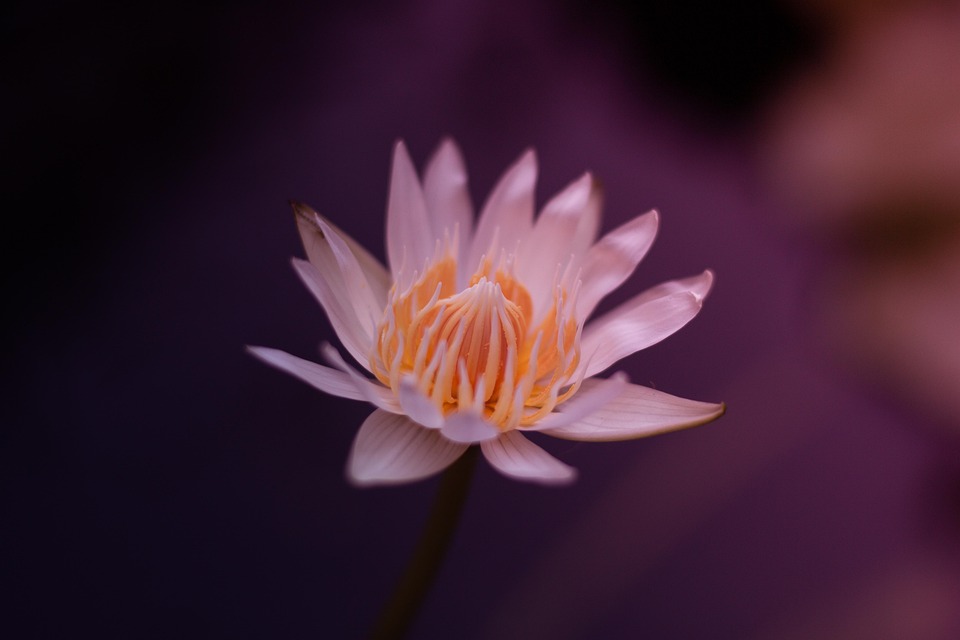 Lily Flower Open - Free photo on Pixabay - Pixabay