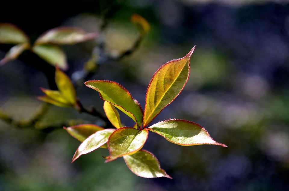 Leaf Tree Nature - Free photo on Pixabay - Pixabay