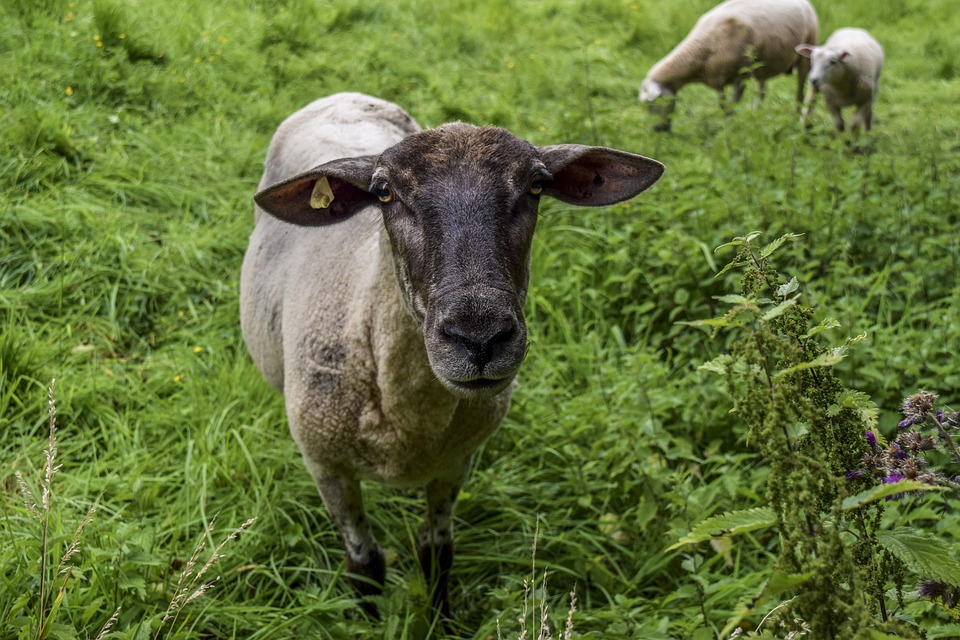 Animal Le Mouton Laine - Photo gratuite sur Pixabay - Pixabay