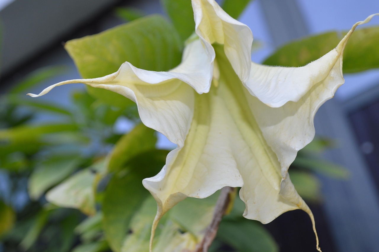 Flor Plantar Trombeta De - Foto gratuita no Pixabay - Pixabay