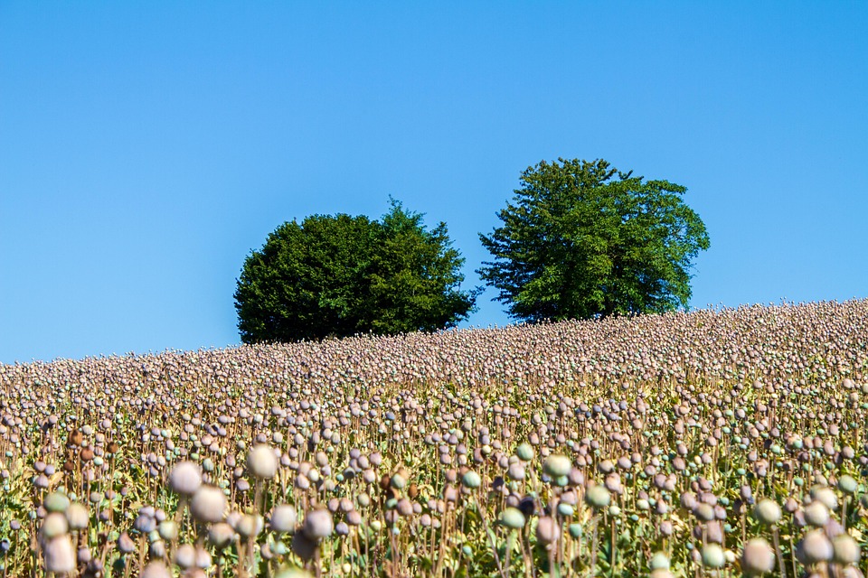 Poppy Seed Capsule Nature - Free photo on Pixabay