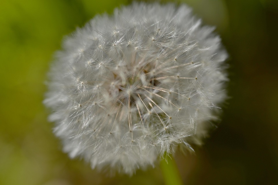 Dandelion Fluff Fluffy - Free photo on Pixabay - Pixabay