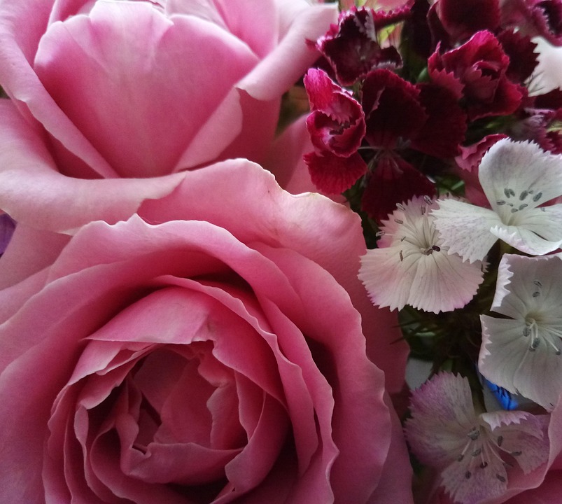 Flower Roses Cloves - Free photo on Pixabay - Pixabay