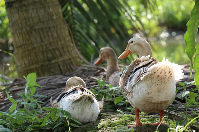 30+ Free Duck Tail & Duck Images - Pixabay