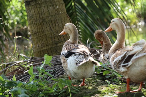 30+ Free Three Ducks & Three Images - Pixabay