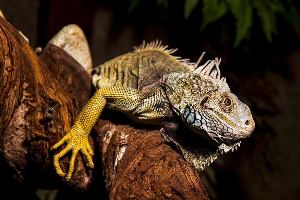 Iguana Reptiles Animal - Foto gratis en Pixabay