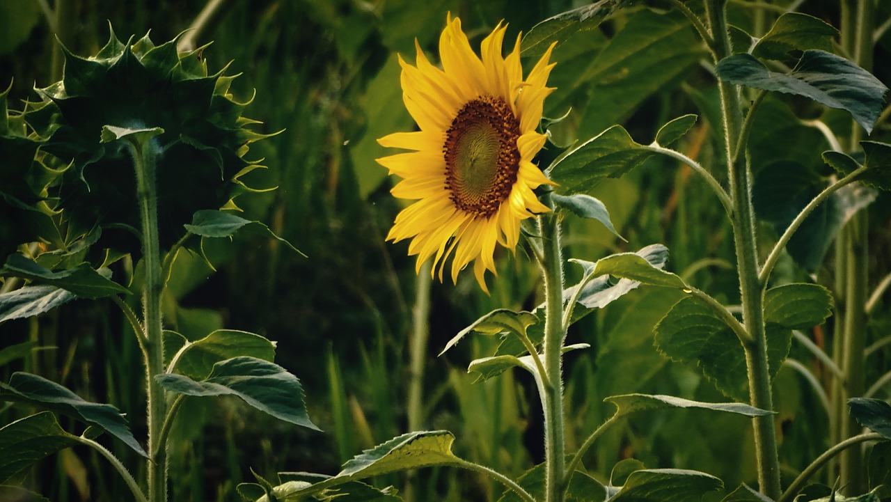 Sunflower Garden Of Sunflowers - Free photo on Pixabay