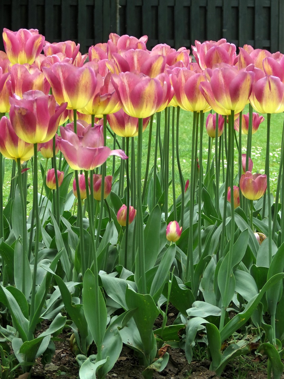 Tulip Kakatua Lampu - Foto gratis di Pixabay - Pixabay