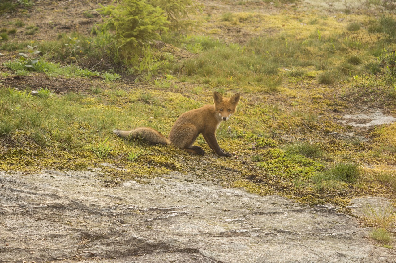 700 Kostenlose Waldtiere Und Natur Bilder Pixabay