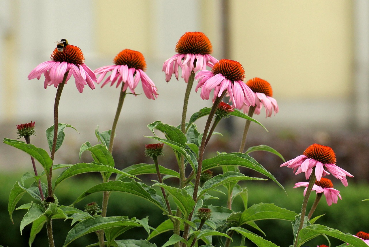 1,000+ Free Coneflowers & Echinacea Images - Pixabay
