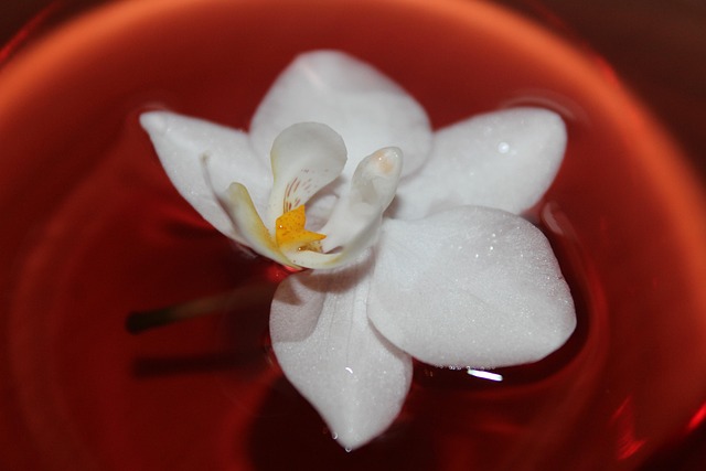 Orchidée Rouge L'Eau - Photo gratuite sur Pixabay - Pixabay
