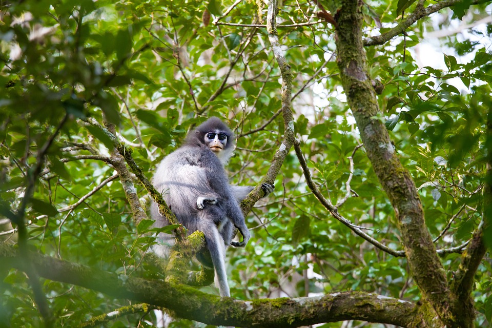 Animal Mammalian Primates - Free photo on Pixabay