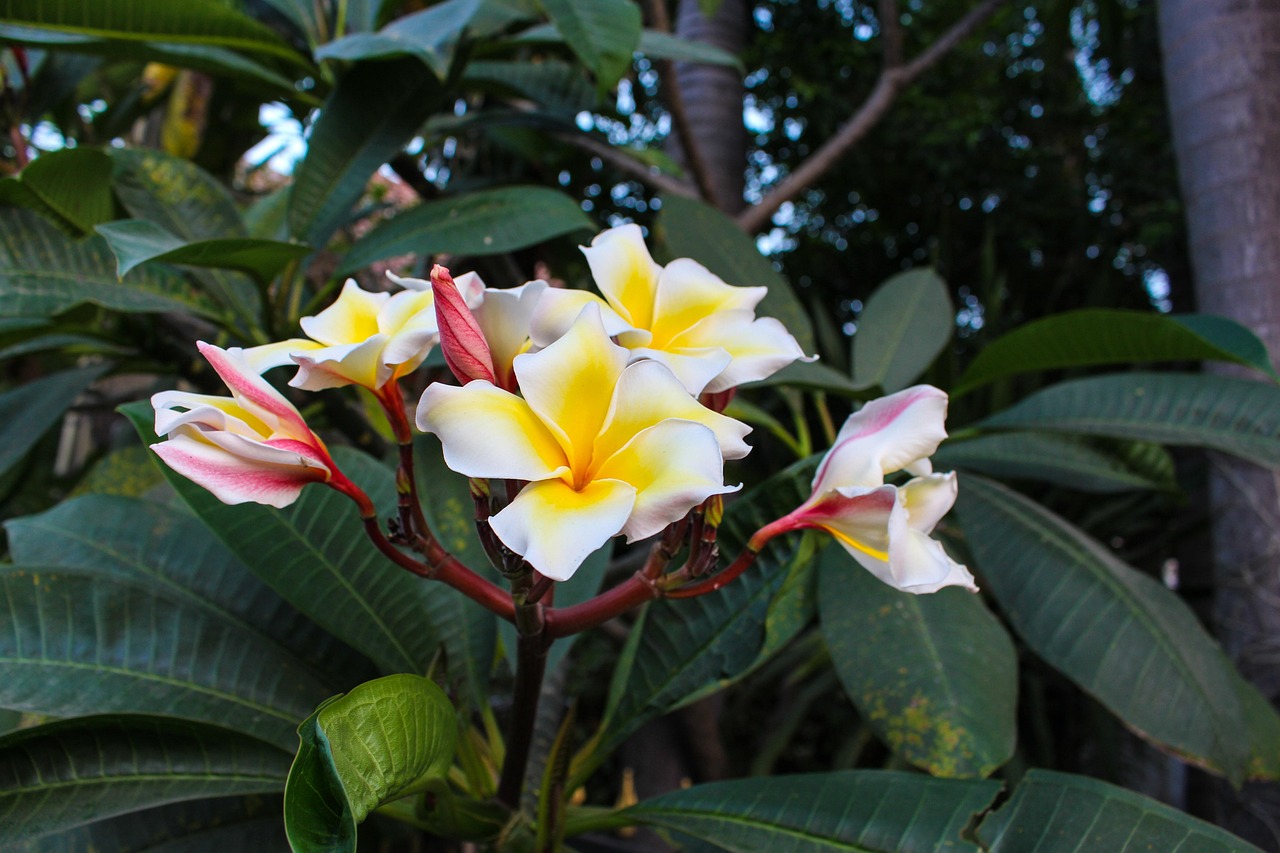 Lan Thom Plumeria Florescer - Foto gratuita no Pixabay - Pixabay