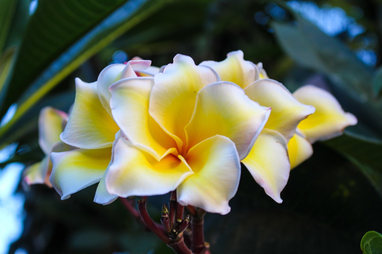 Lan Thom Plumeria Bloom - Free photo on Pixabay