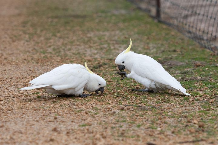 100+ Free White Cockatoo & Cockatoo Images - Pixabay