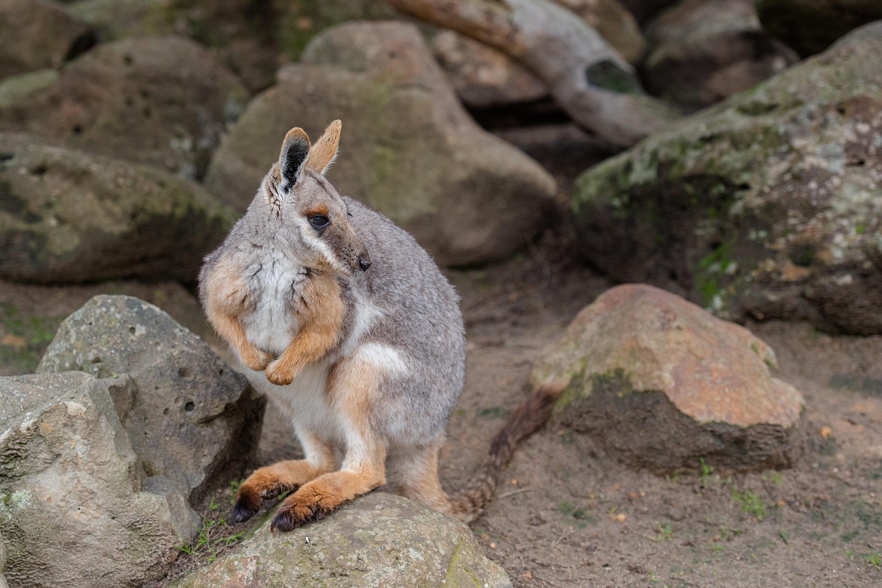 200+ Free Wallabies & Wallaby Images - Pixabay