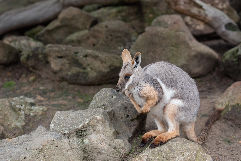 Yellow-Footed Rock-Wallaby Wallaby - Free photo on Pixabay - Pixabay