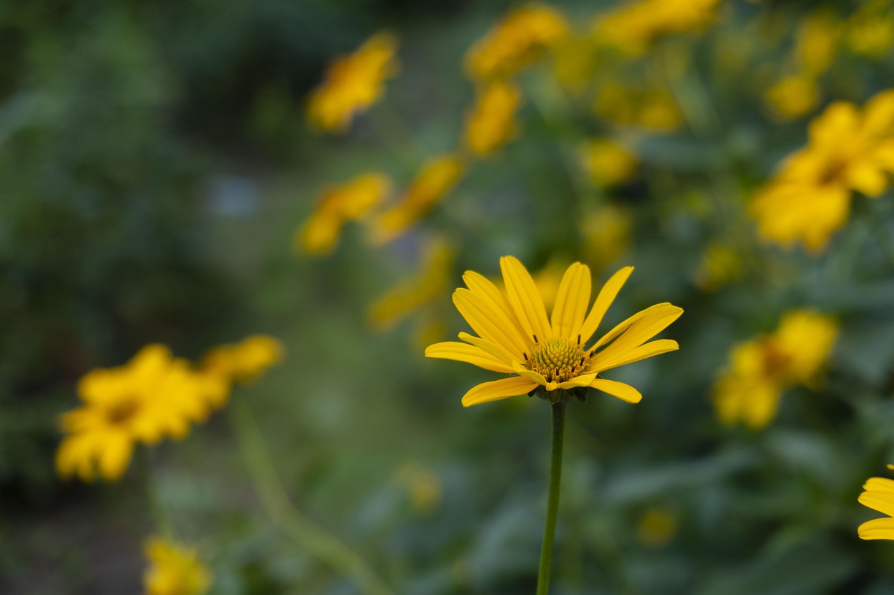 Flower Yellow Green - Free photo on Pixabay - Pixabay