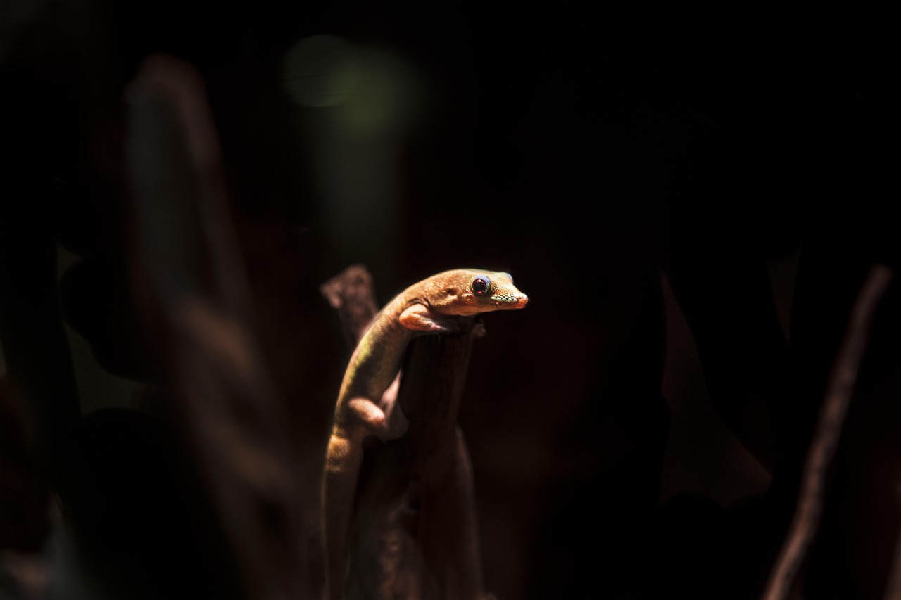 Reptile Petite Coloré - Photo gratuite sur Pixabay - Pixabay