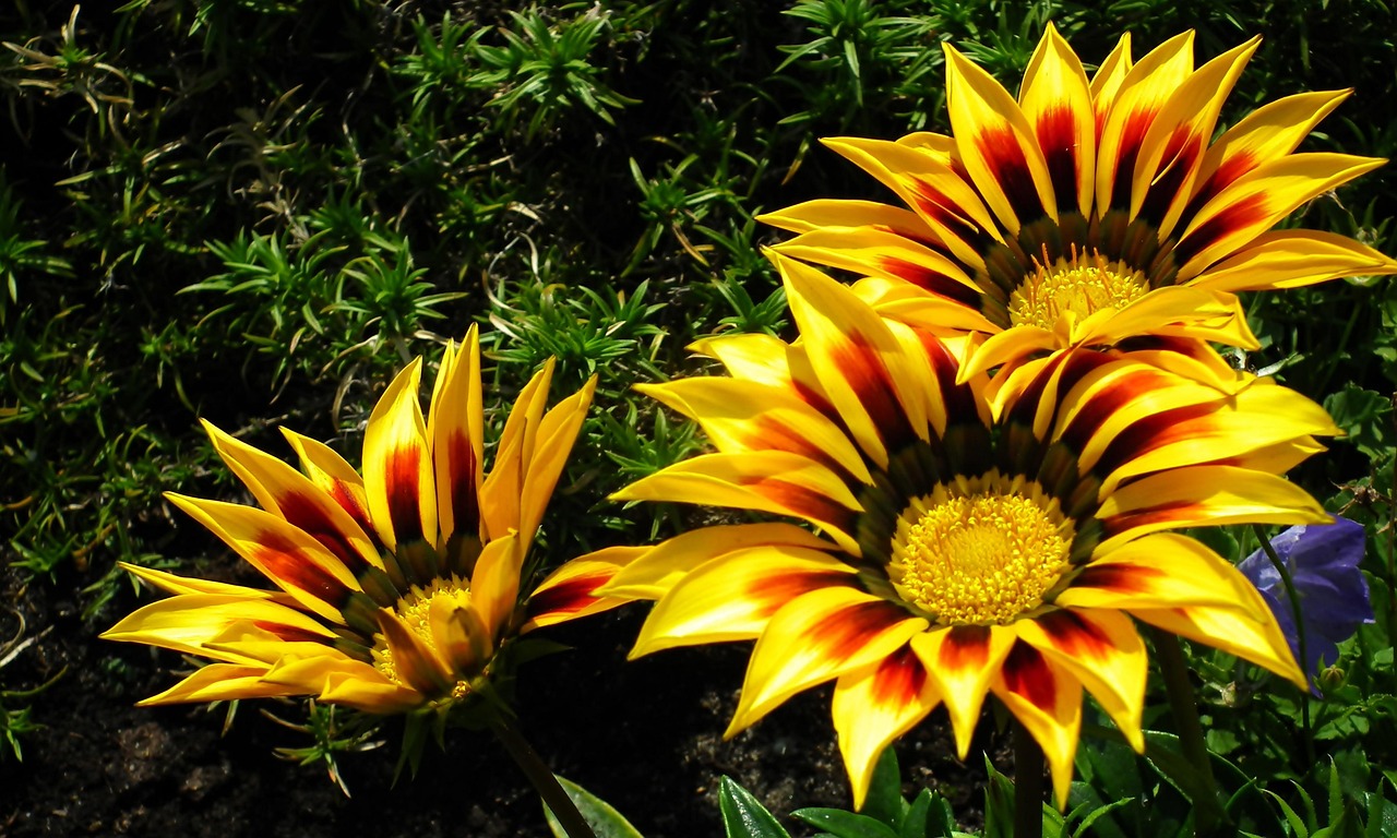 Blumen Bunte Natur - Kostenloses Foto auf Pixabay - Pixabay