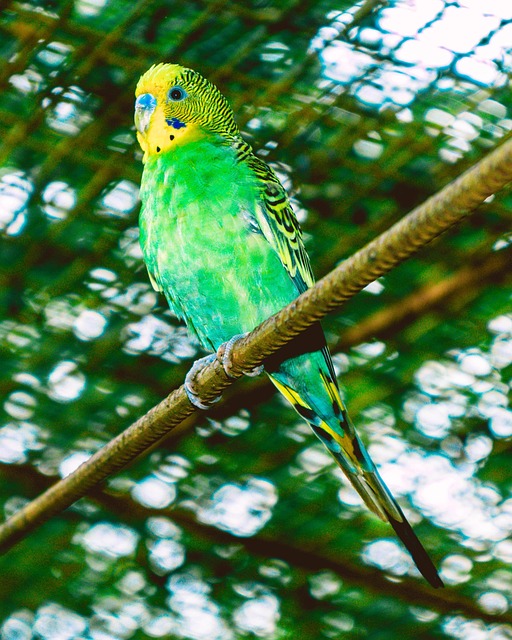 Periquito Pájaro Perico - Foto gratis en Pixabay - Pixabay