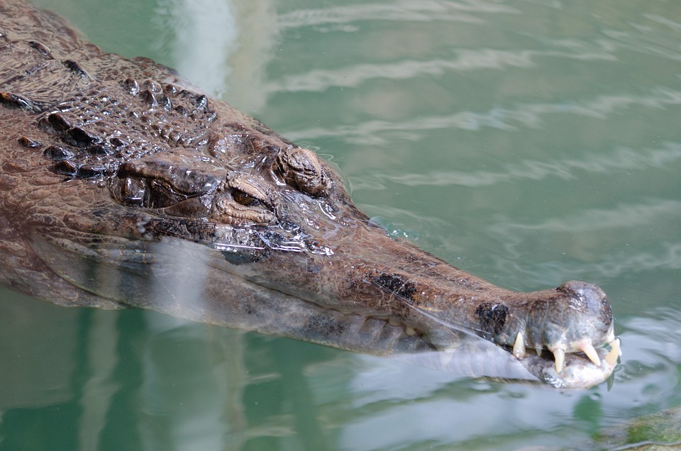 La Ferme Aux Crocodilles Krokodil - Ingyenes fotó a Pixabay-en
