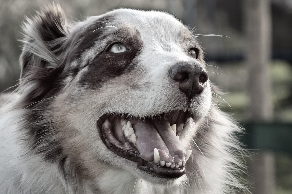 Hund Hütehund Rassehund - Kostenloses Foto auf Pixabay