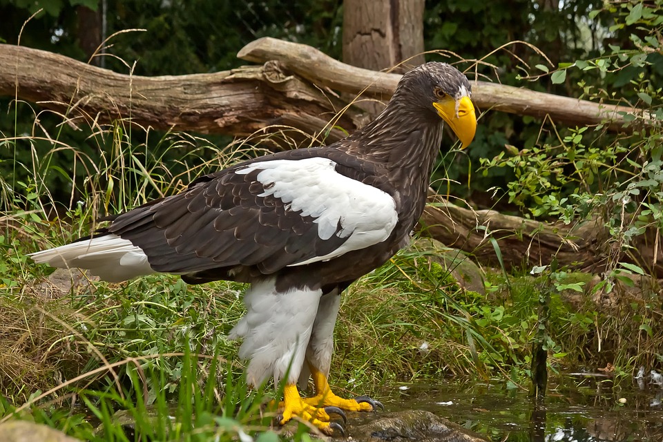 Eagle Raptor Birds Of Prey - Free photo on Pixabay