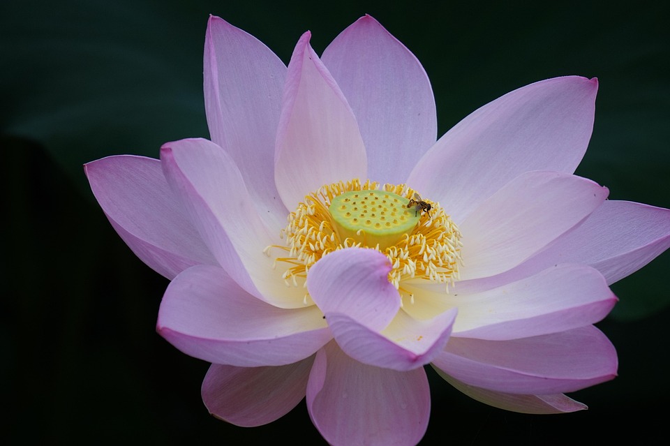 Lotus Sommer Blumen - Kostenloses Foto auf Pixabay - Pixabay