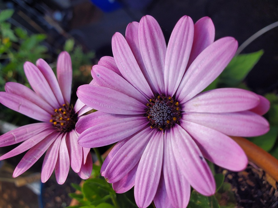 African Daisy Rosa Gartenarbeit - Kostenloses Foto auf Pixabay - Pixabay