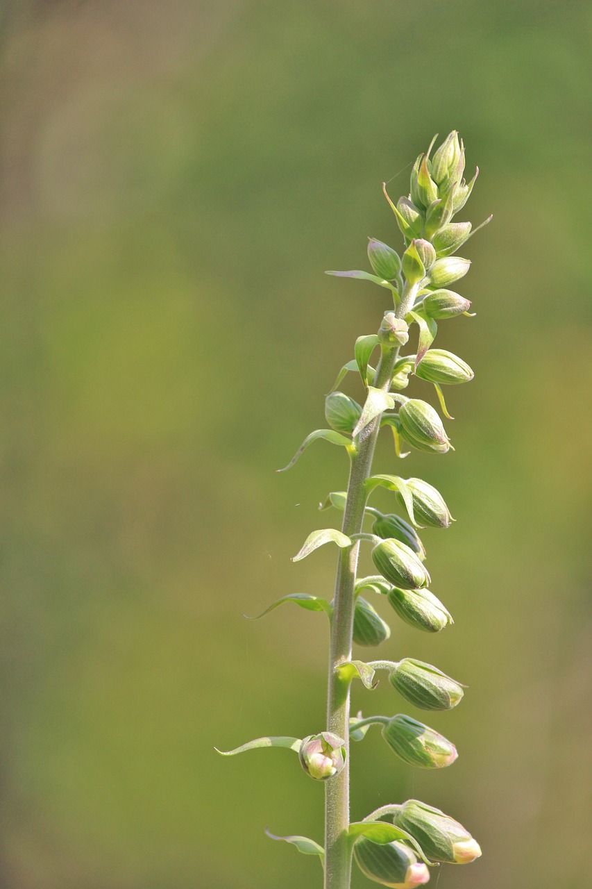 Plant Before Flowering Thimble - Free photo on Pixabay - Pixabay