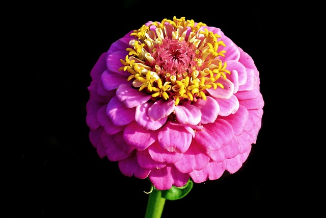 Zinnia Flor Rosado - Foto gratis en Pixabay - Pixabay
