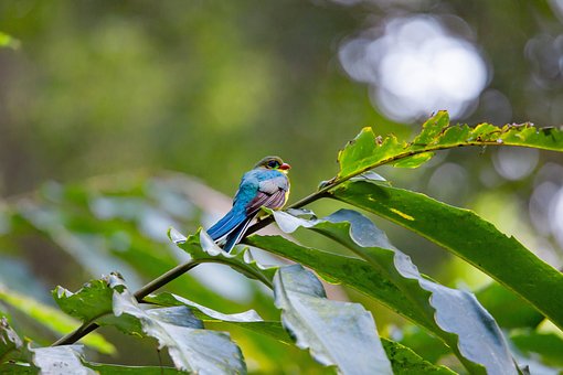 60+ Free Bird Of Indonesia & Indonesia Images - Pixabay